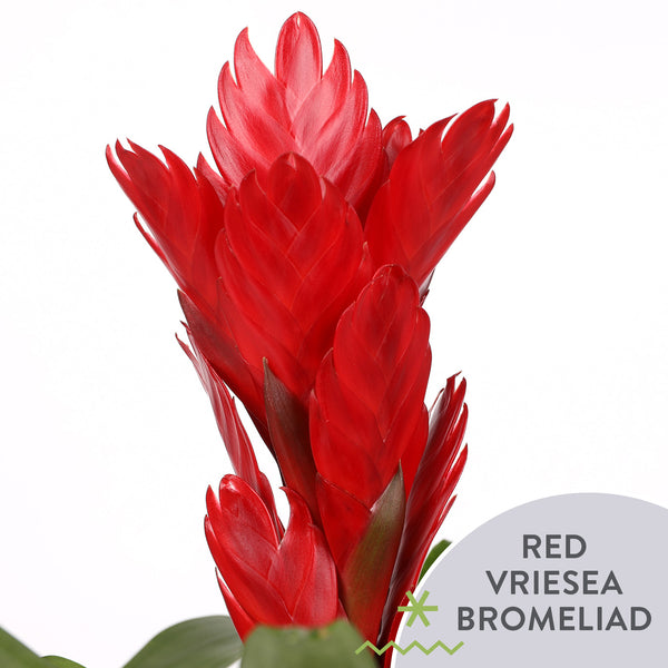 Classic Christmas Collection Red Bromeliad in White Gloss Ceramic With ...