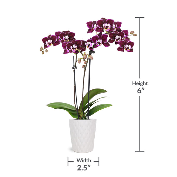 Mini Dark Purple Orchid in White Pot – Just Add Ice®